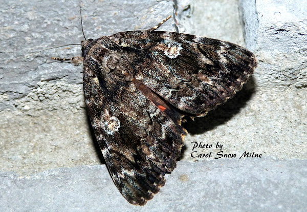 Ilia Underwing Moth | Project Noah