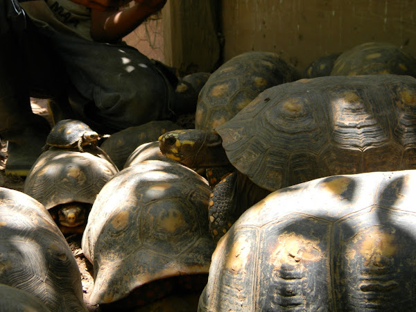 morrocoy - red-footed tortoise | Project Noah