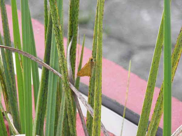 Fiery skipper (Saltarina leonada) | Project Noah