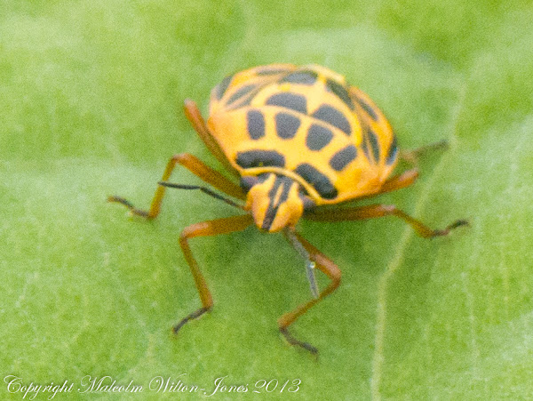 leaf bug | Project Noah
