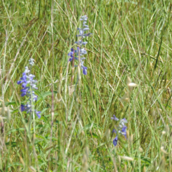 Mealy Blue Sage | Project Noah
