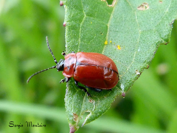 Leaf beetle | Project Noah