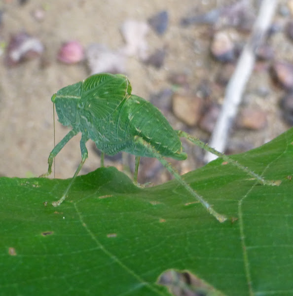 Katydid | Project Noah