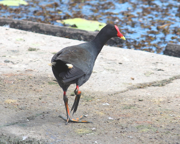 Dusky Moorhen | Project Noah