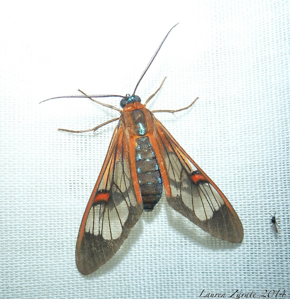 Wasp Moth | Project Noah