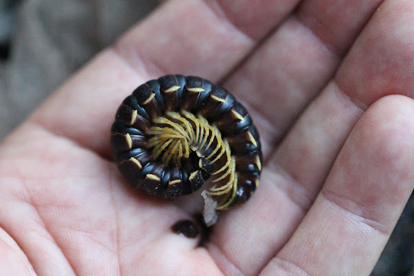 millipede | Project Noah