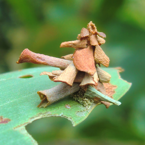 Leaf Case Moth | Project Noah