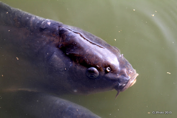 Common Carp | Project Noah