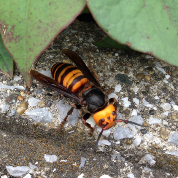 Japanese Giant Hornet | Project Noah