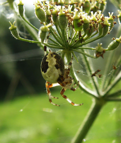Marbled Orb Weaver | Project Noah