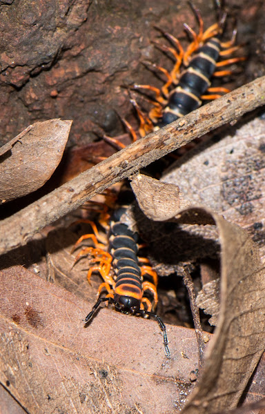 Centipede | Project Noah