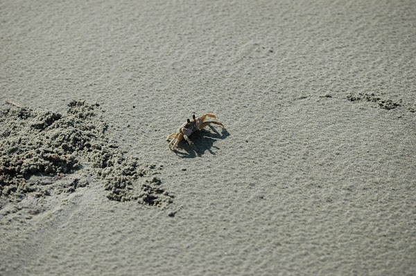 Ghost Crab | Project Noah