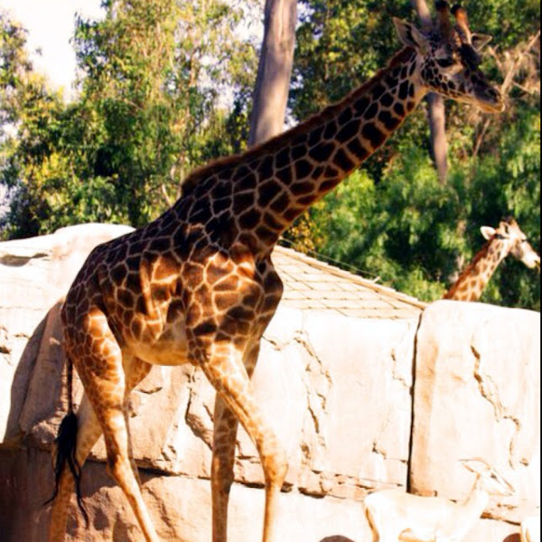 Giraffe | Project Noah