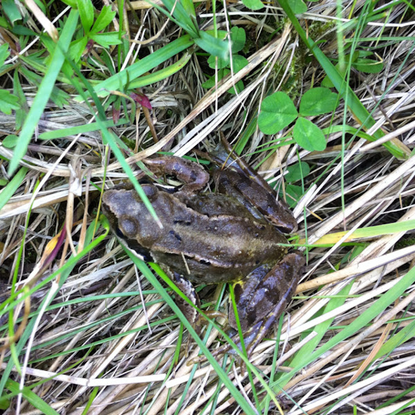Common Frog | Project Noah
