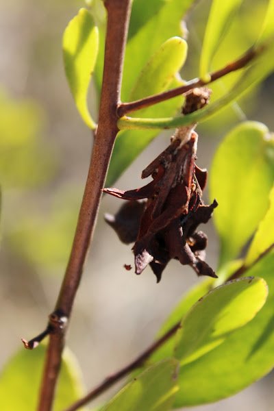 Case Moth | Project Noah