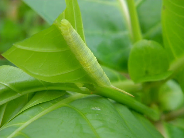 caterpillar | Project Noah