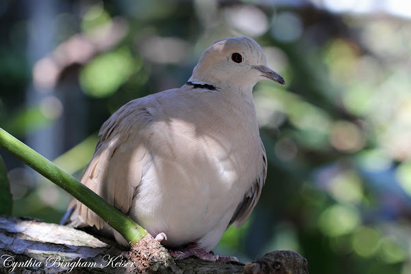 Eurasian Collared-Dove | Project Noah