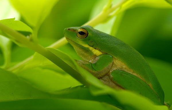Green Stream Frog | Project Noah