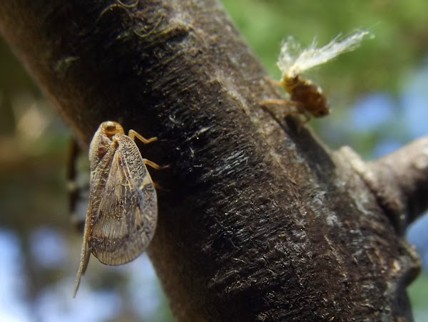 Passionvine hopper nymph | Project Noah