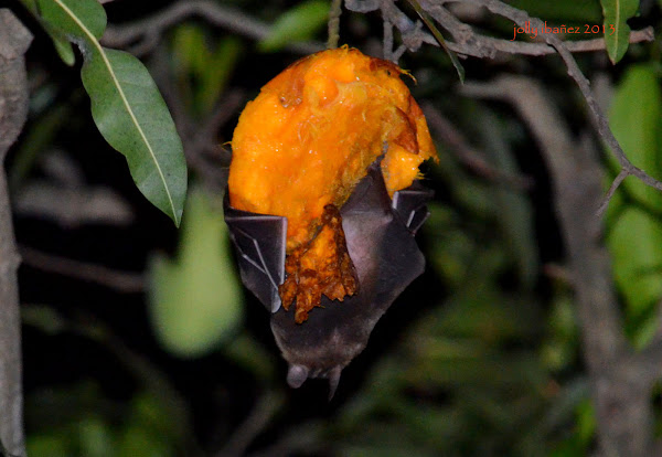 Old World Fruit Bat | Project Noah