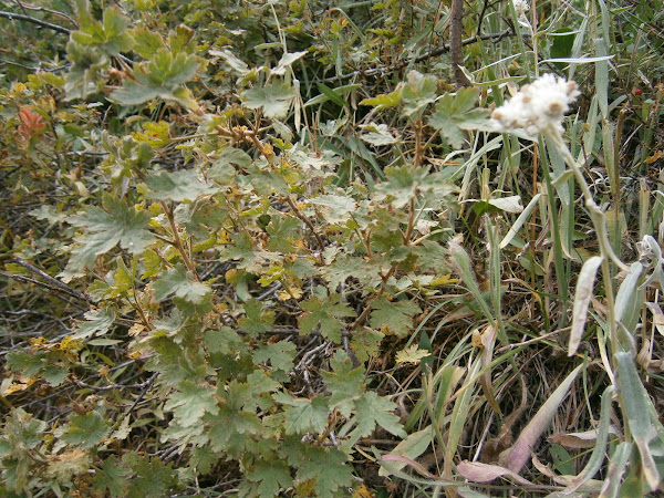 Alpine Prickly Currant | Project Noah