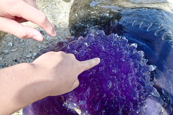 Crown Jellyfish | Project Noah