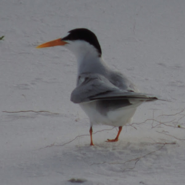 Least Tern | Project Noah
