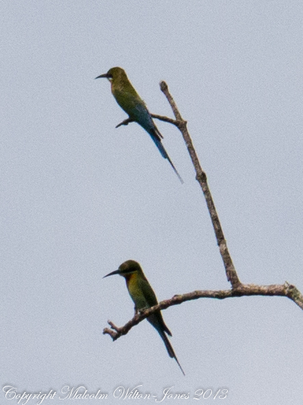 Blue-tailed Bee-eater | Project Noah
