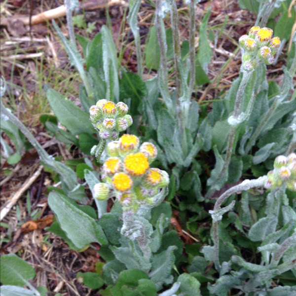 (Golden) Tansy Ragwort | Project Noah