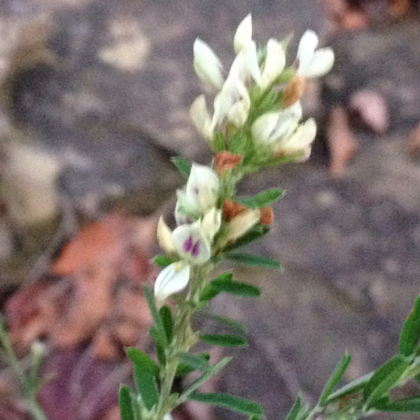 Sericea lespedeza | Project Noah