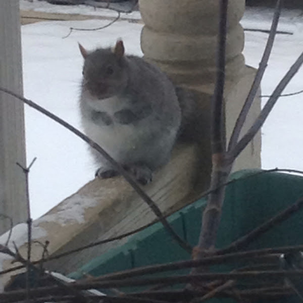 Gray Squirrel | Project Noah