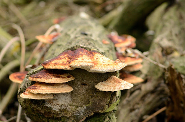 Blushing Bracket or Blood-stained Bracket | Project Noah