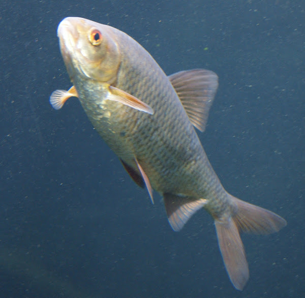 Common Roach | Project Noah