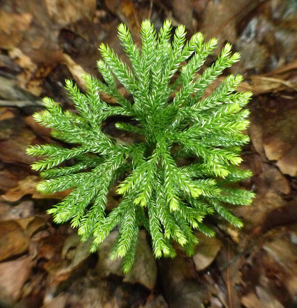 Ground cedar | Project Noah