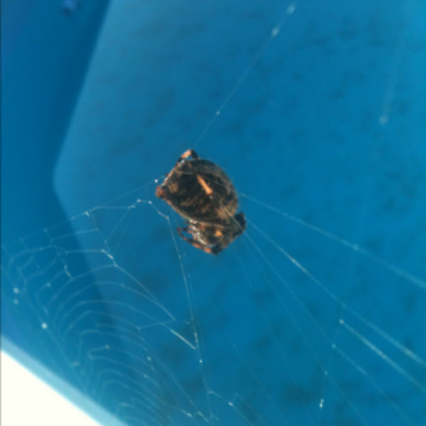 Hentz's orb weaver | Project Noah