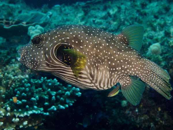 Stars and Stripes Puffer | Project Noah