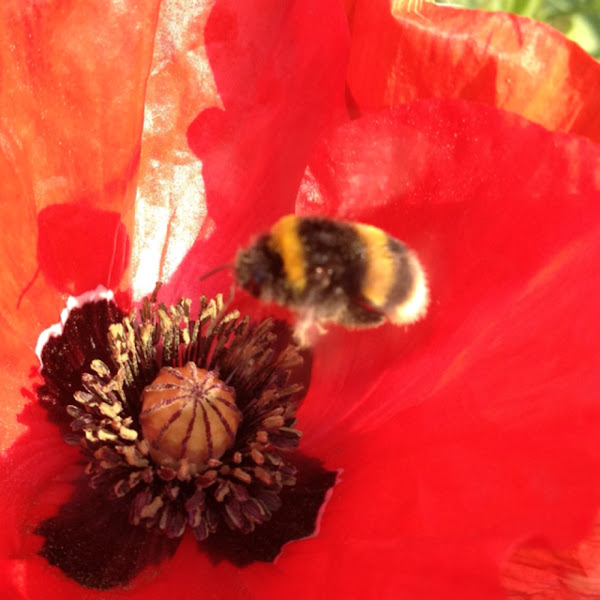 Buff Tailed Bumble Bee | Project Noah