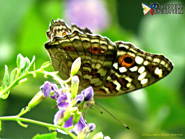 Lemon Pansy | Project Noah