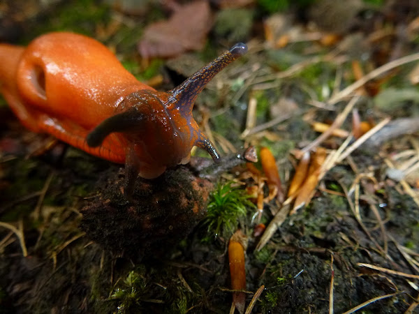 Rote Wegschnecke, European Red Slug | Project Noah