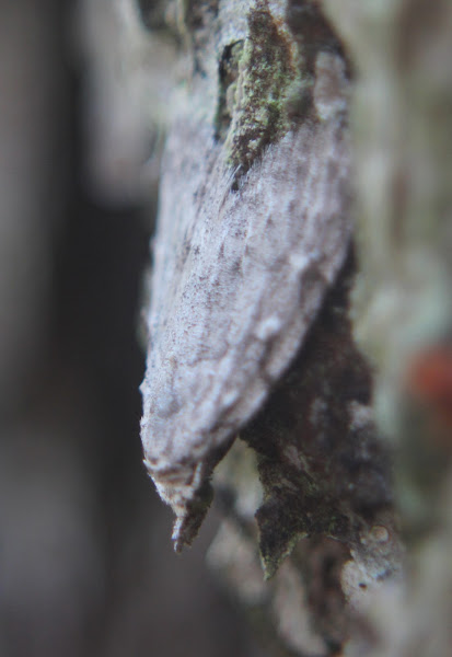 Unknown Moth | Project Noah