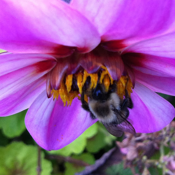 Common eastern bumble bee | Project Noah