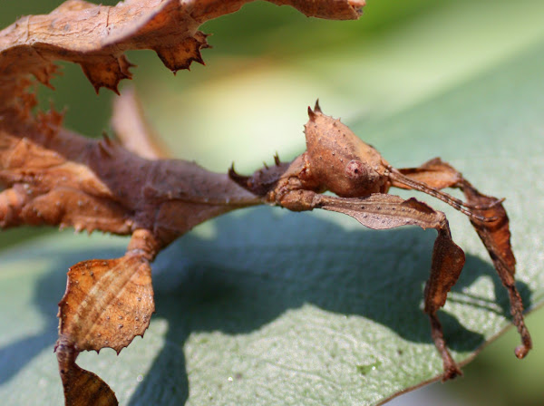 Spiny leaf Insect | Project Noah
