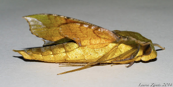 Pluto Sphinx Moth | Project Noah