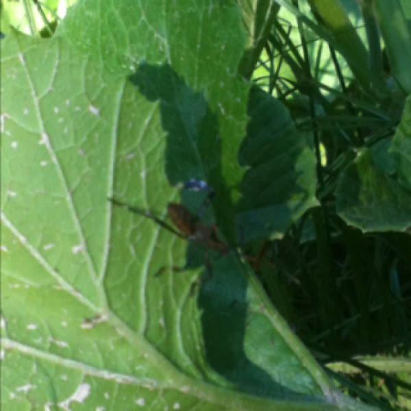 Leaf-footed Bug | Project Noah