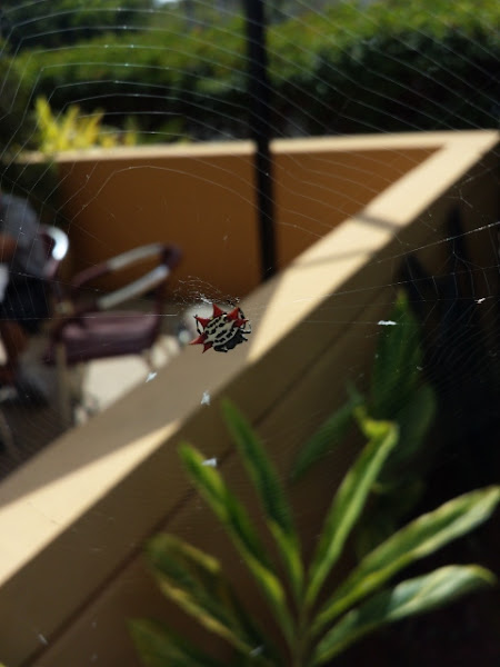 Spiny Orb-weaver | Project Noah