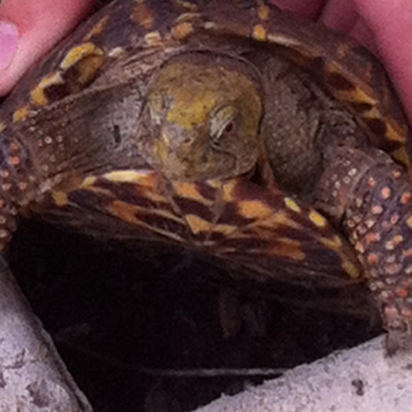 Ornate Box Turtle | Project Noah