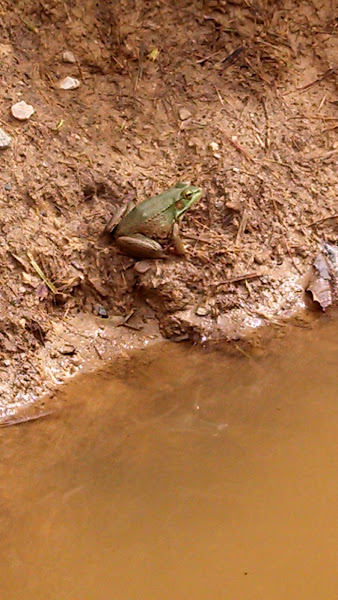 Green Frog | Project Noah