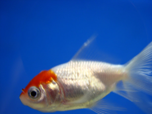 Redcap Orande | Project Noah