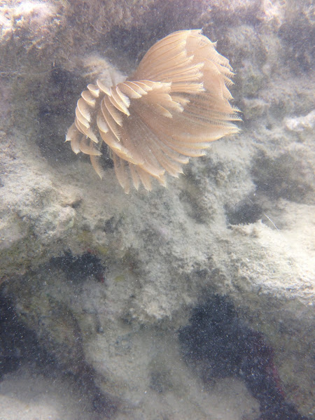 Kiopoʻapoʻai feather duster worm | Project Noah