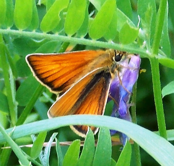 European Skipper | Project Noah